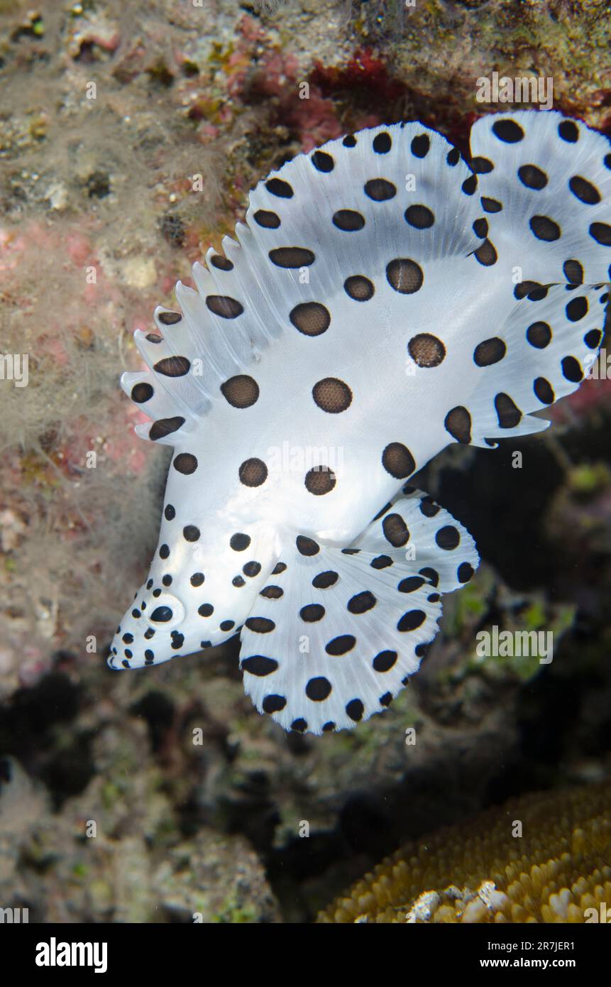 Juvenile Humpback Grouper, Cromileptes altivelis, Dampier Strait, Raja ...