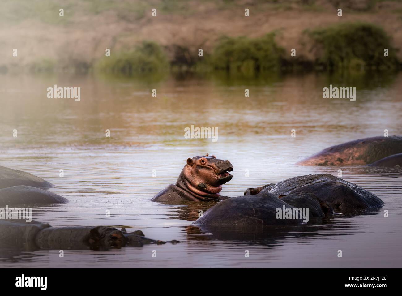 Wild cute grey african baby hippo in swimming in a lake surrounded by ...