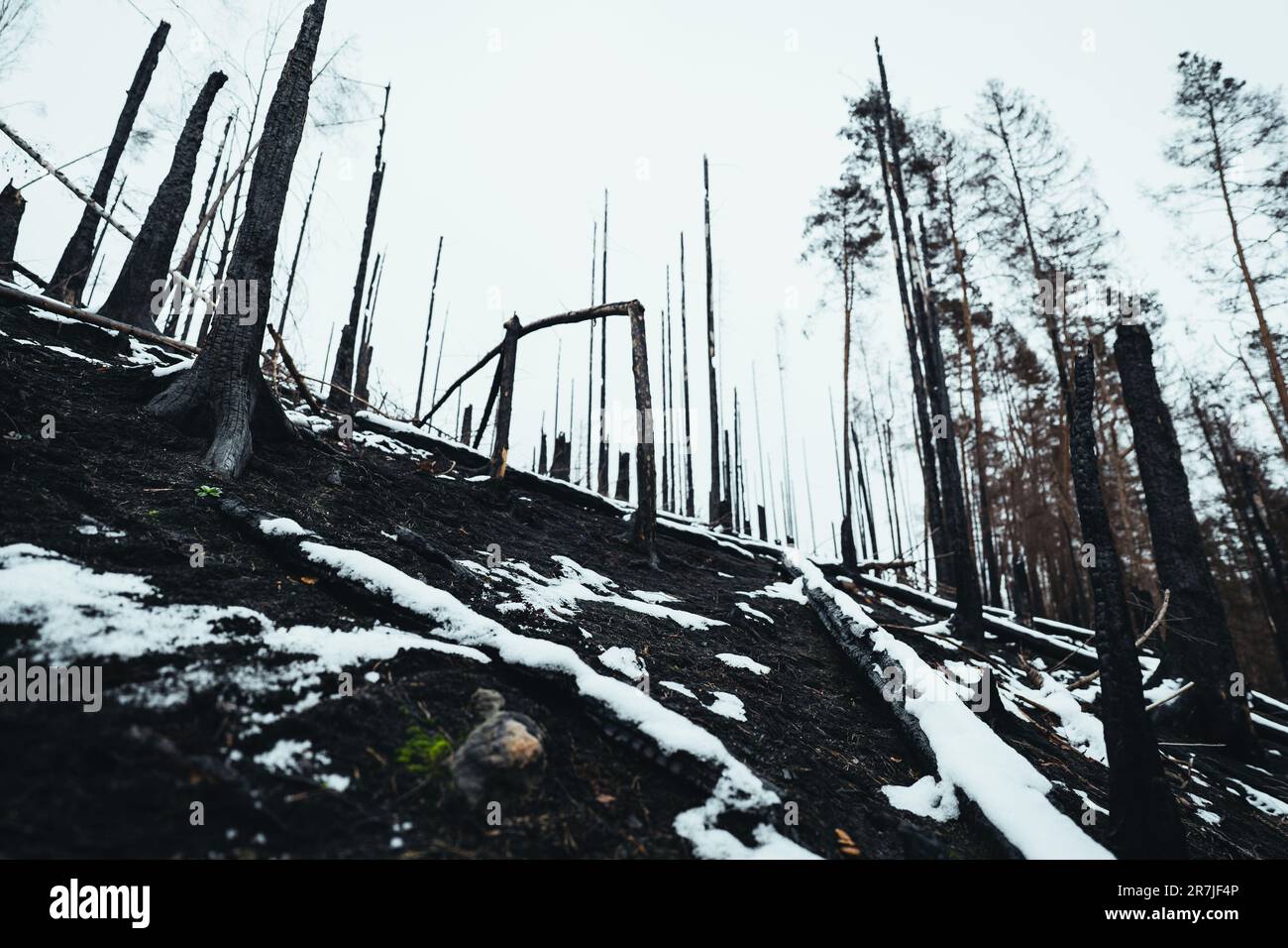 A scene of devastation in a snowy forest with charred trees after a ...