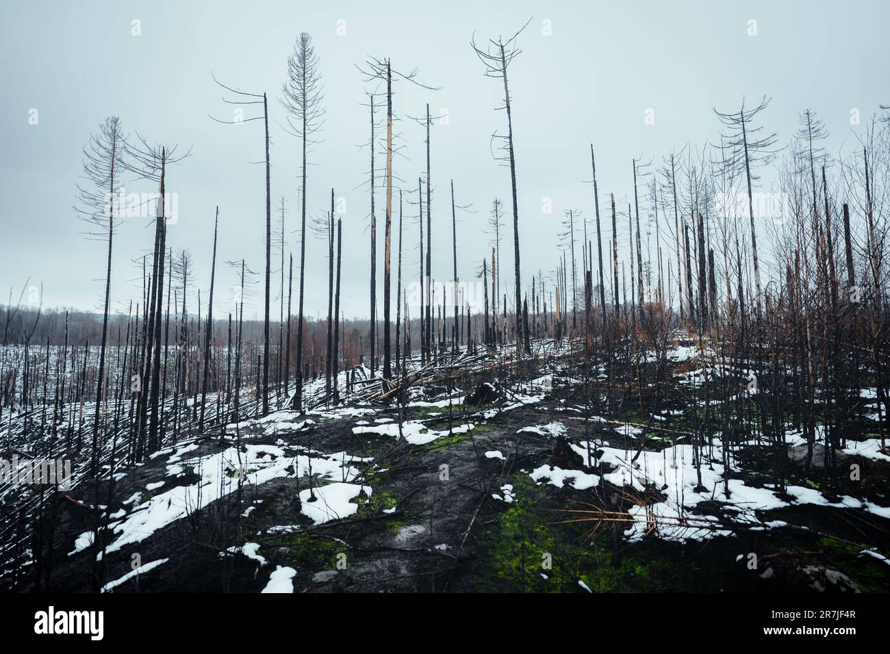 A scene of devastation in a snowy forest with charred trees after a ...