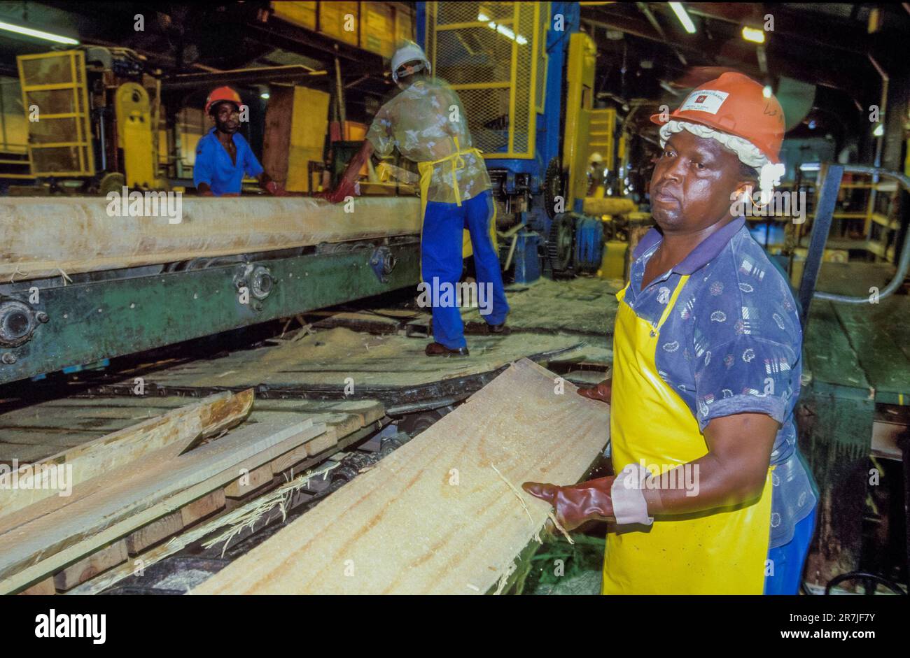 South Africa, Mpumalanga. Employees of Global Forest timber industry ...