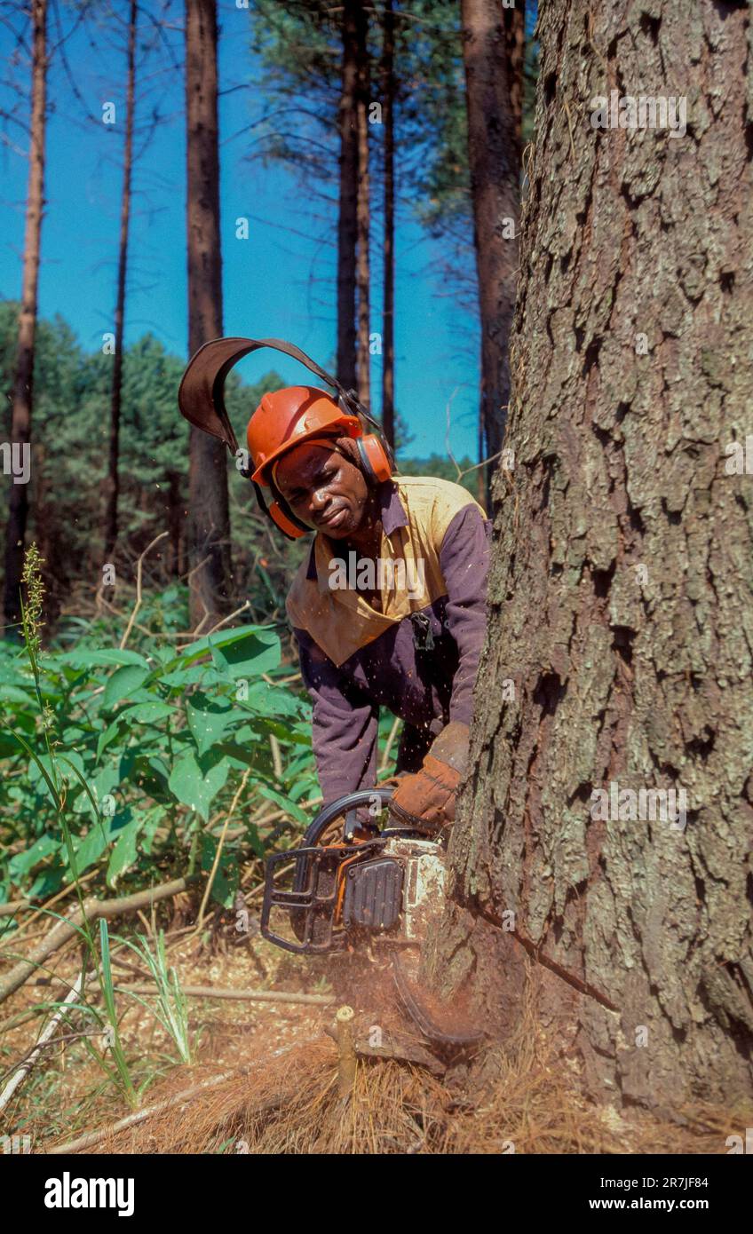 South Africa, Mpumalanga. Lumberjack of 'Global Forest' timber industry ...