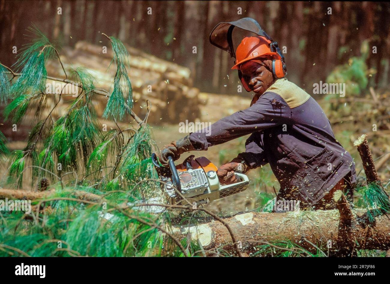 South Africa, Mpumalanga. Lumberjack of 'Global Forest' timber industry ...