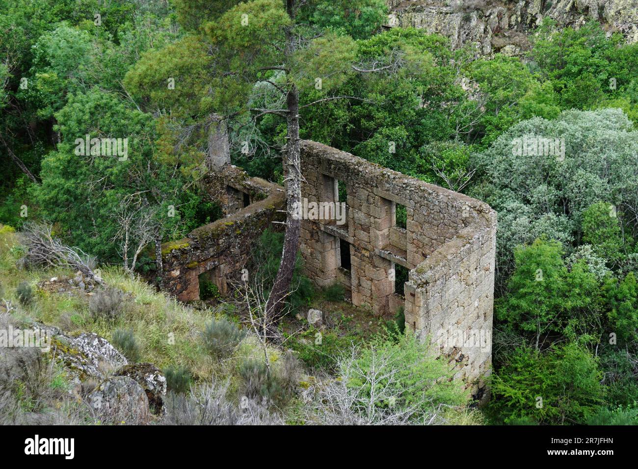 Traditional stone house ruins with missing roof surrounded with dense ...