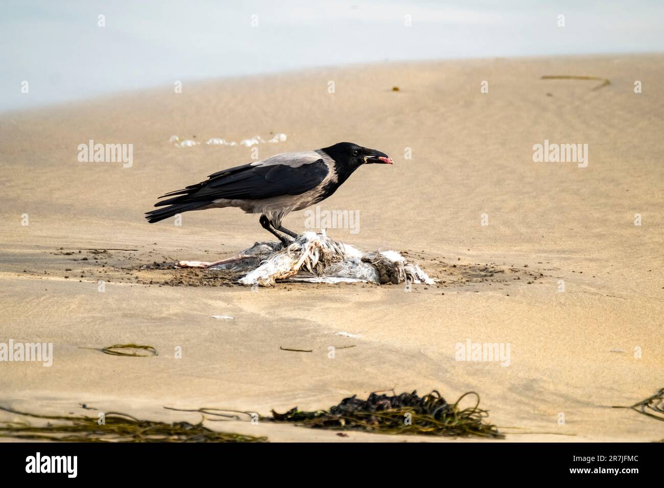 Crow eating a seagull on a sandy beach in Ireland Stock Photo - Alamy