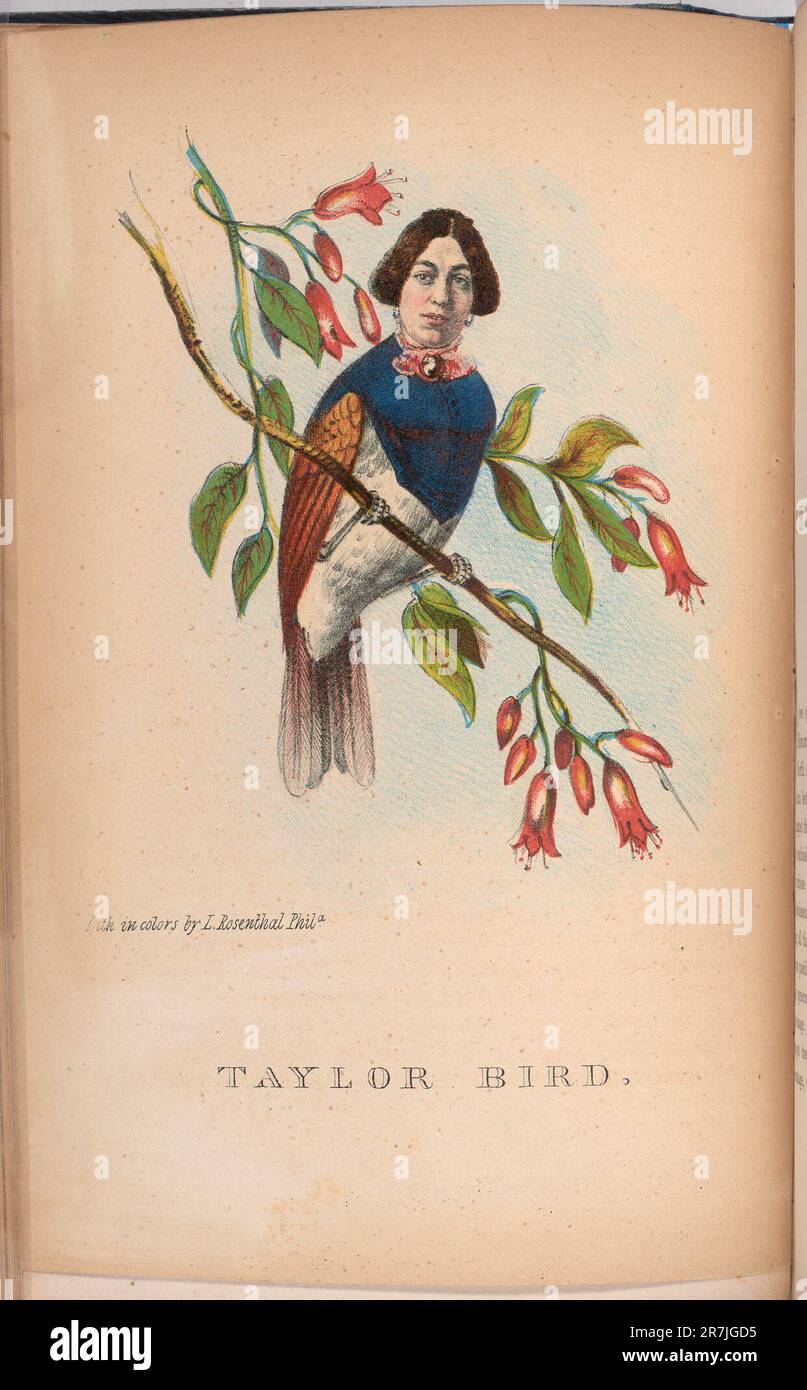 Taylor bird hi-res stock photography and images - Alamy