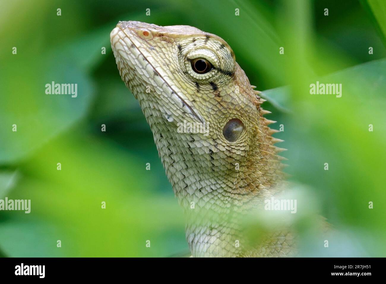 A close-up of an oriental garden lizard (Calotes versicolor) in green ...