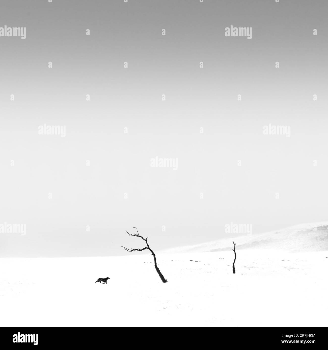 Minimalist photography is an aesthetic of omission and solitude that ...