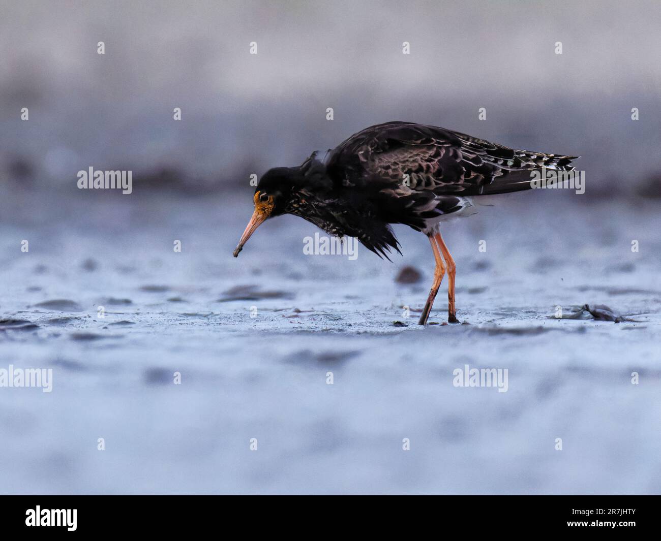 Ruff (Calidris pugnax ) foraging , standing in mud , leaning forward ...