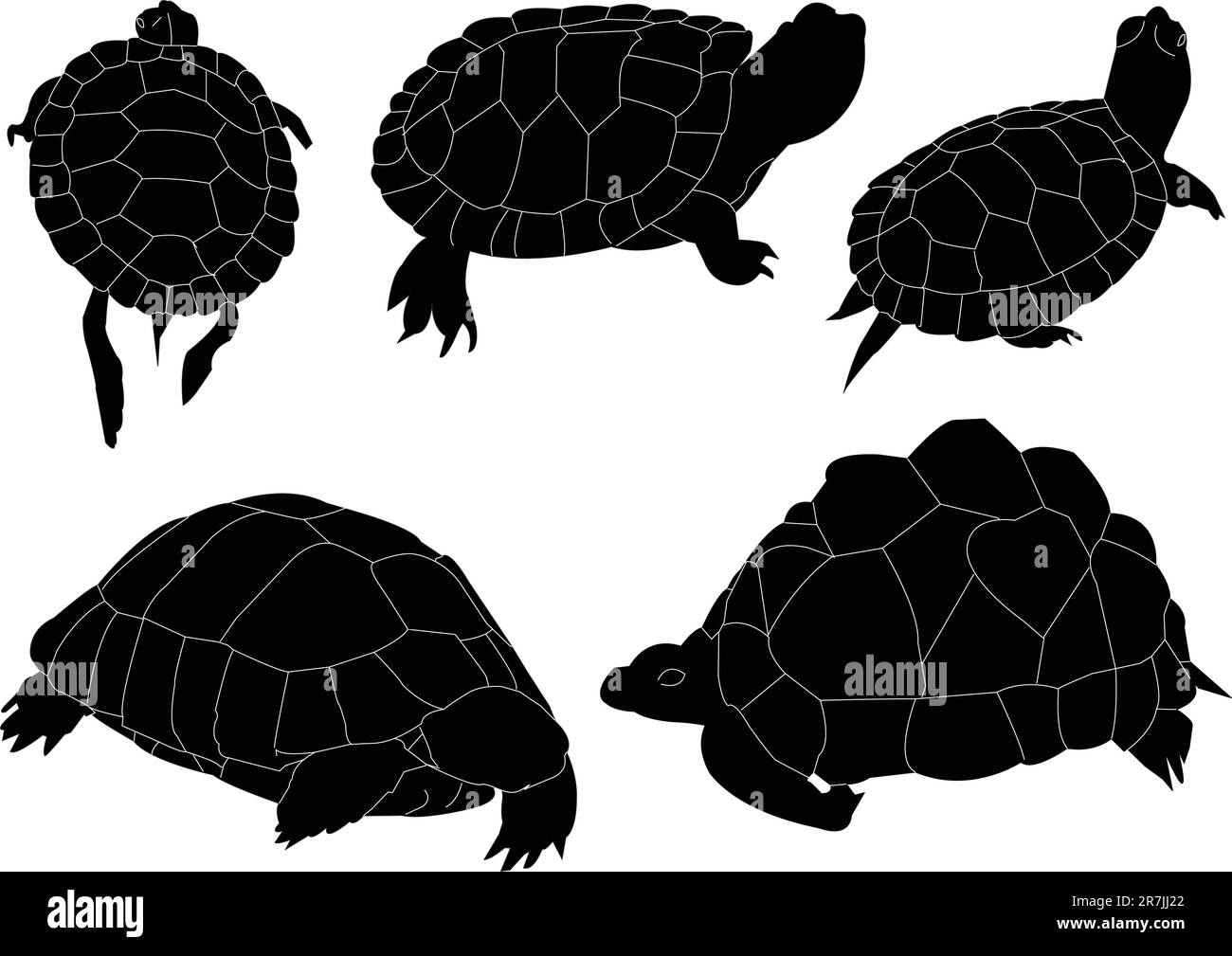 turtles collection - vector Stock Vector Image & Art - Alamy