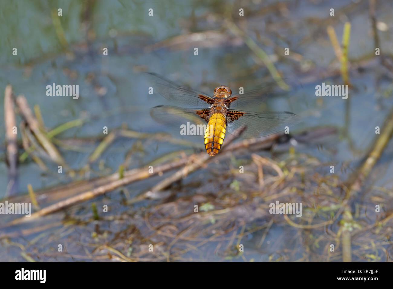 Broad-bodied chaser Libellula depressa, in flight over pond female ...