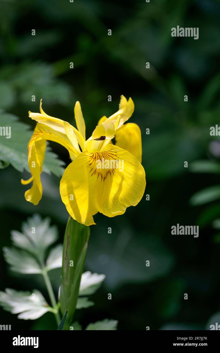 Portrait format yellow iris hi-res stock photography and images - Alamy