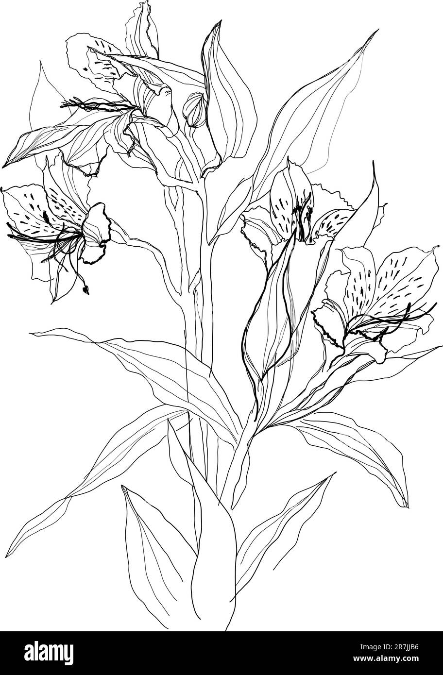 Alstrameriya flower drawing on white background Stock Vector Image ...