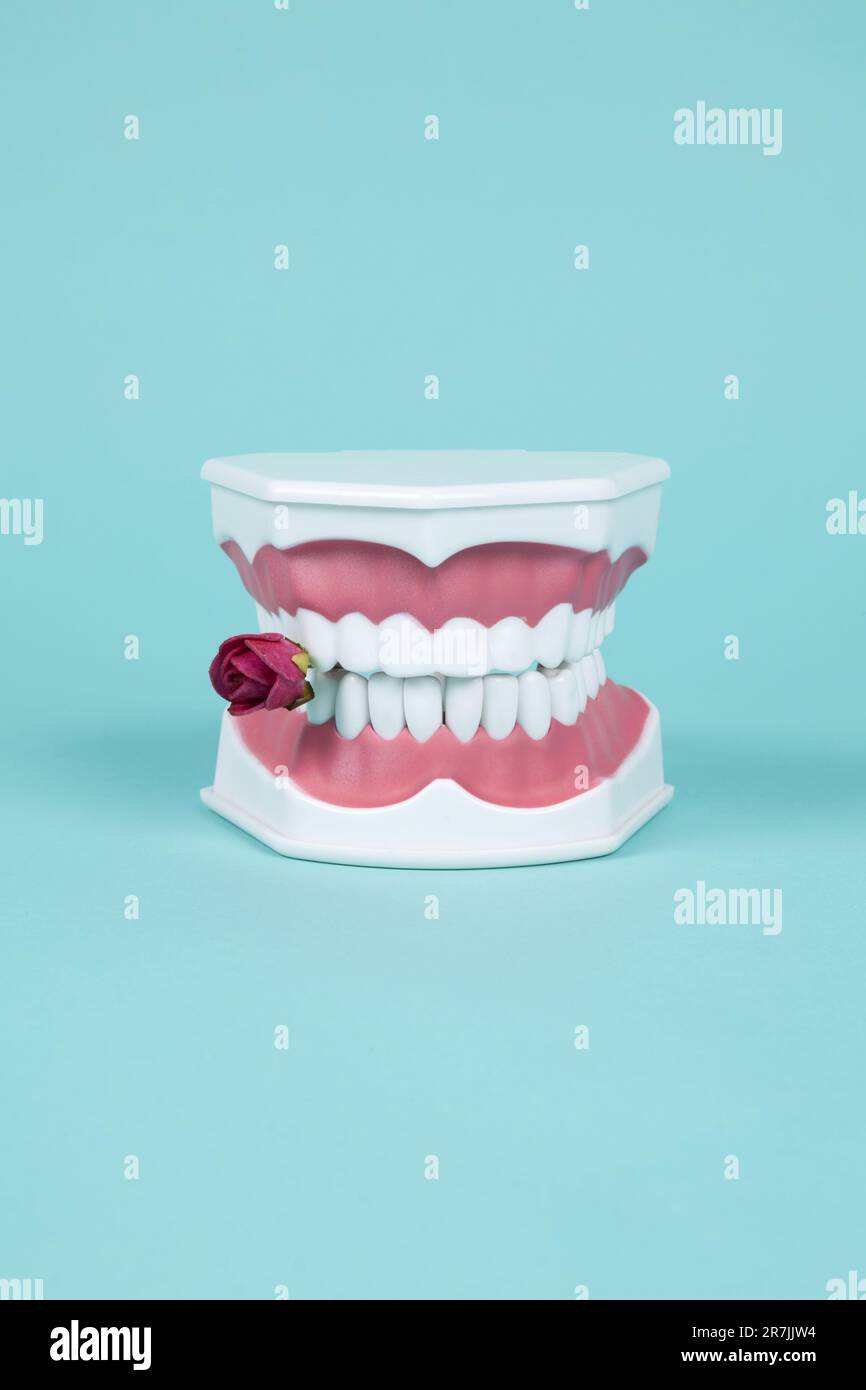 Human teeth anatomy hi-res stock photography and images - Alamy