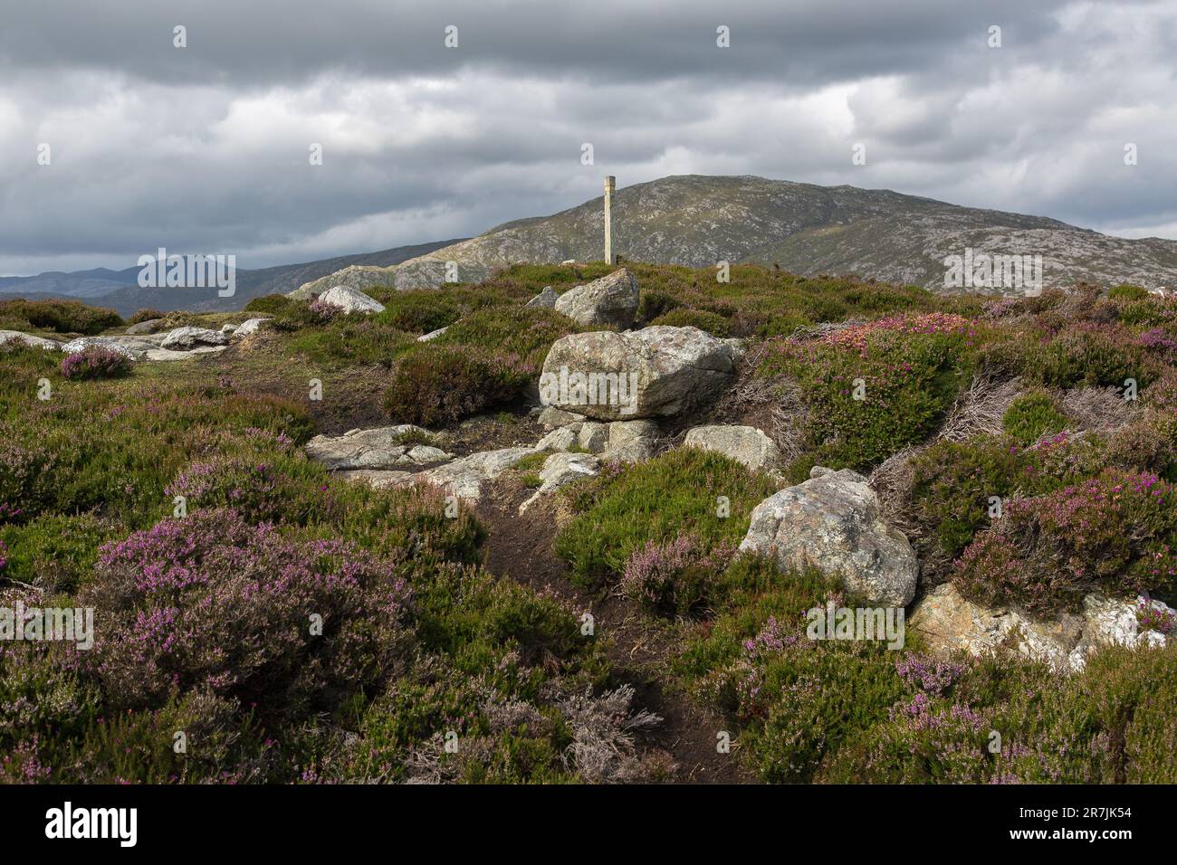 Rocky Highlands covered with Heather, Scalpay of Harris, Hebrides ...