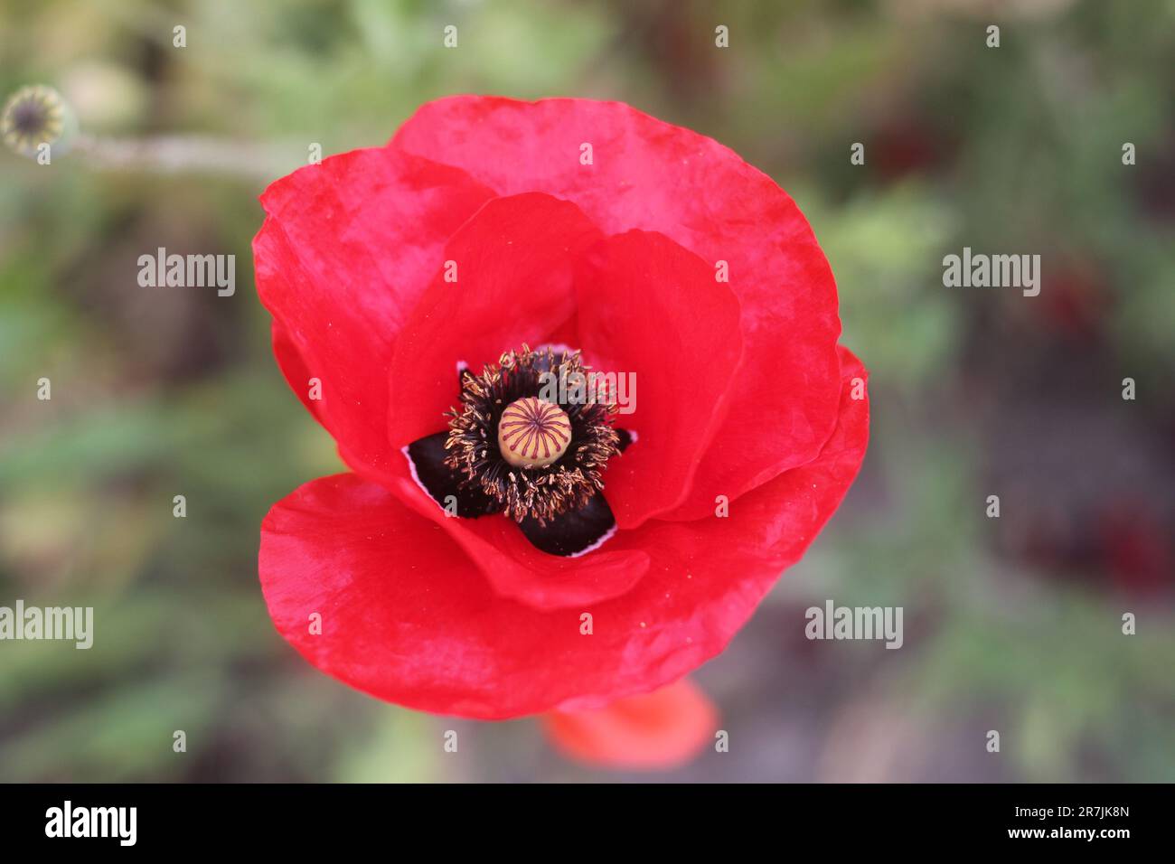 Portrait of poppy blooming flower, close up poppy Stock Photo - Alamy
