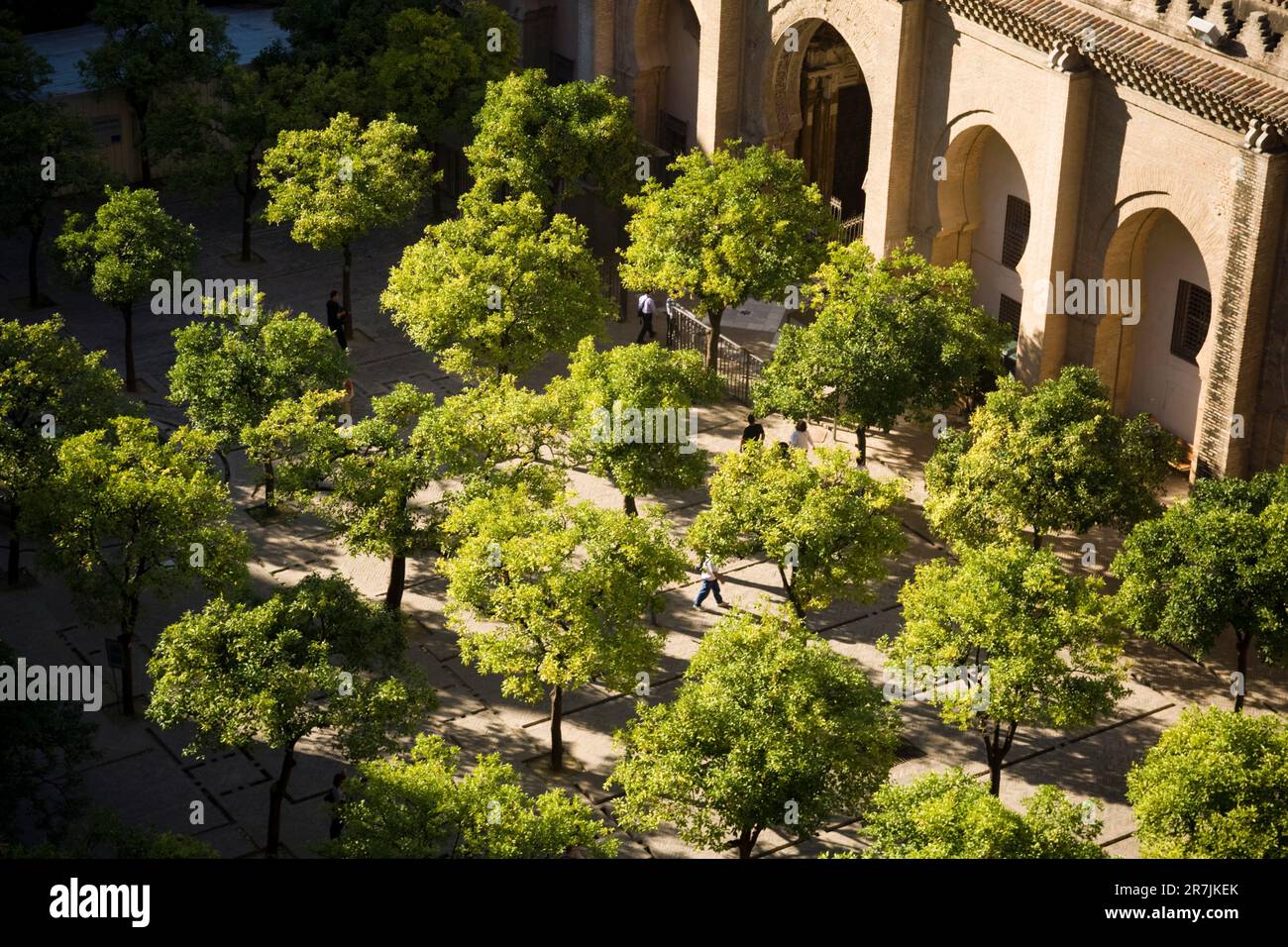 Tourists walk through the orchard of lemon trees in the courtyard of ...