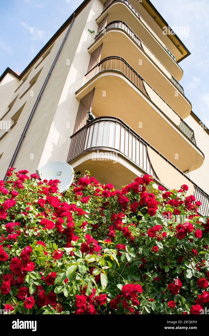 Red flowers and balconies of blocks.21.06.2023.View of an apartment ...