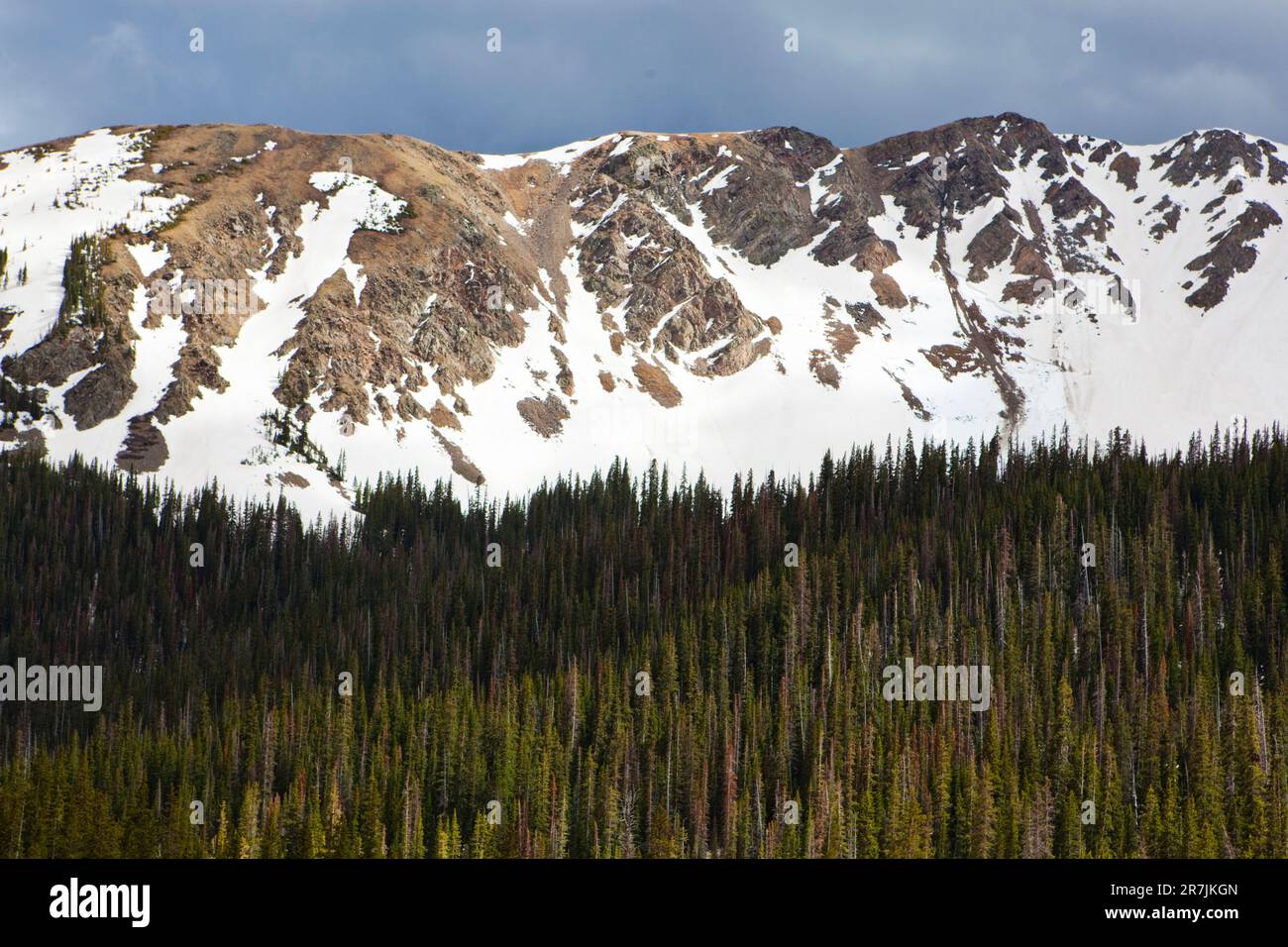 Mountains rise above a forest decimated by bark beetles in Baker Gulch ...