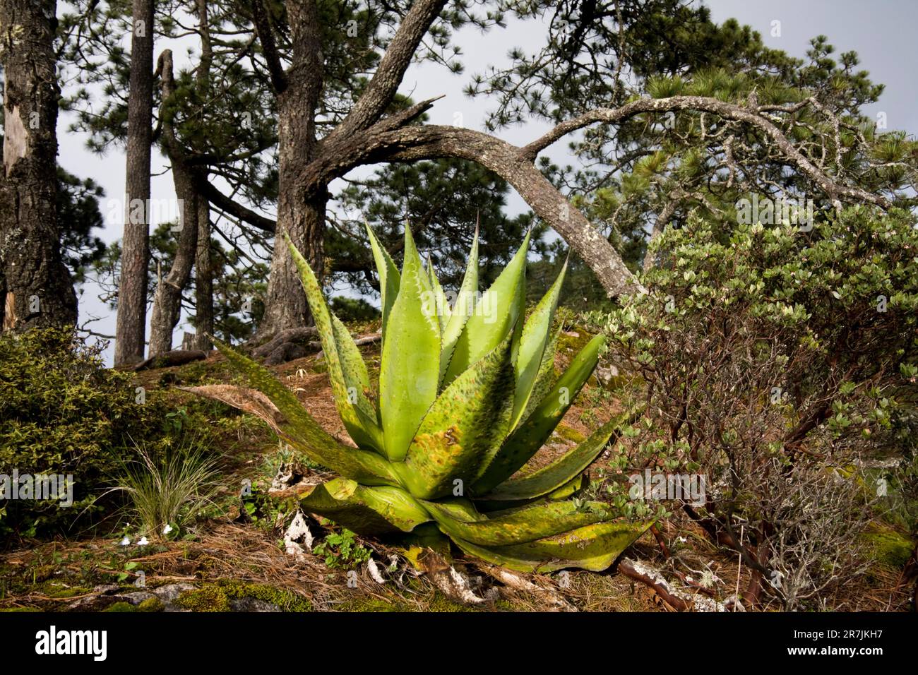 A large maguey plant at the overlook above Benito Juarez in the Sierra ...