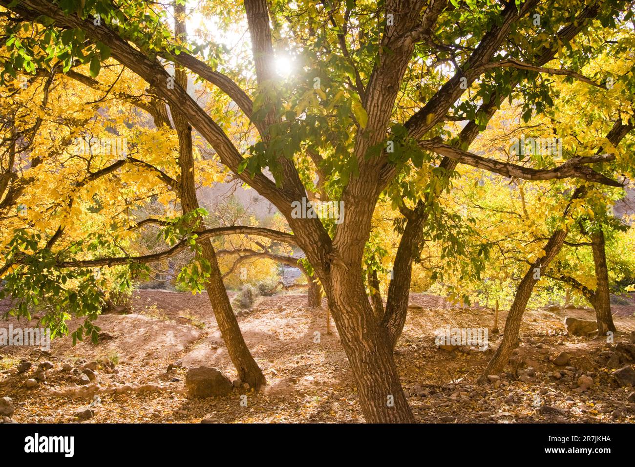Fall colors on trees in Fakhour, M'Goun Massif, Central High Atlas ...