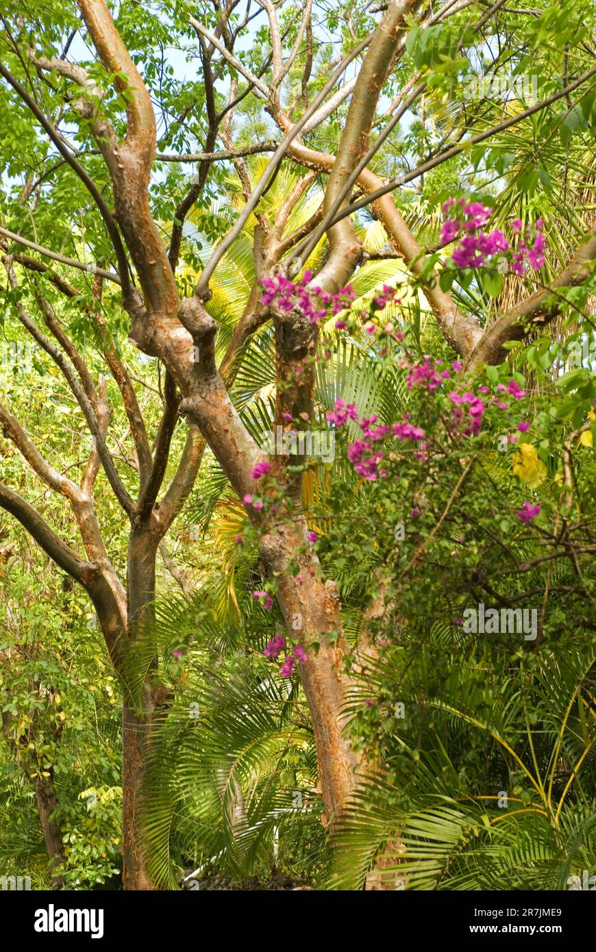 Tropical forest plants provide colorful setting for Anse Chastanet ...
