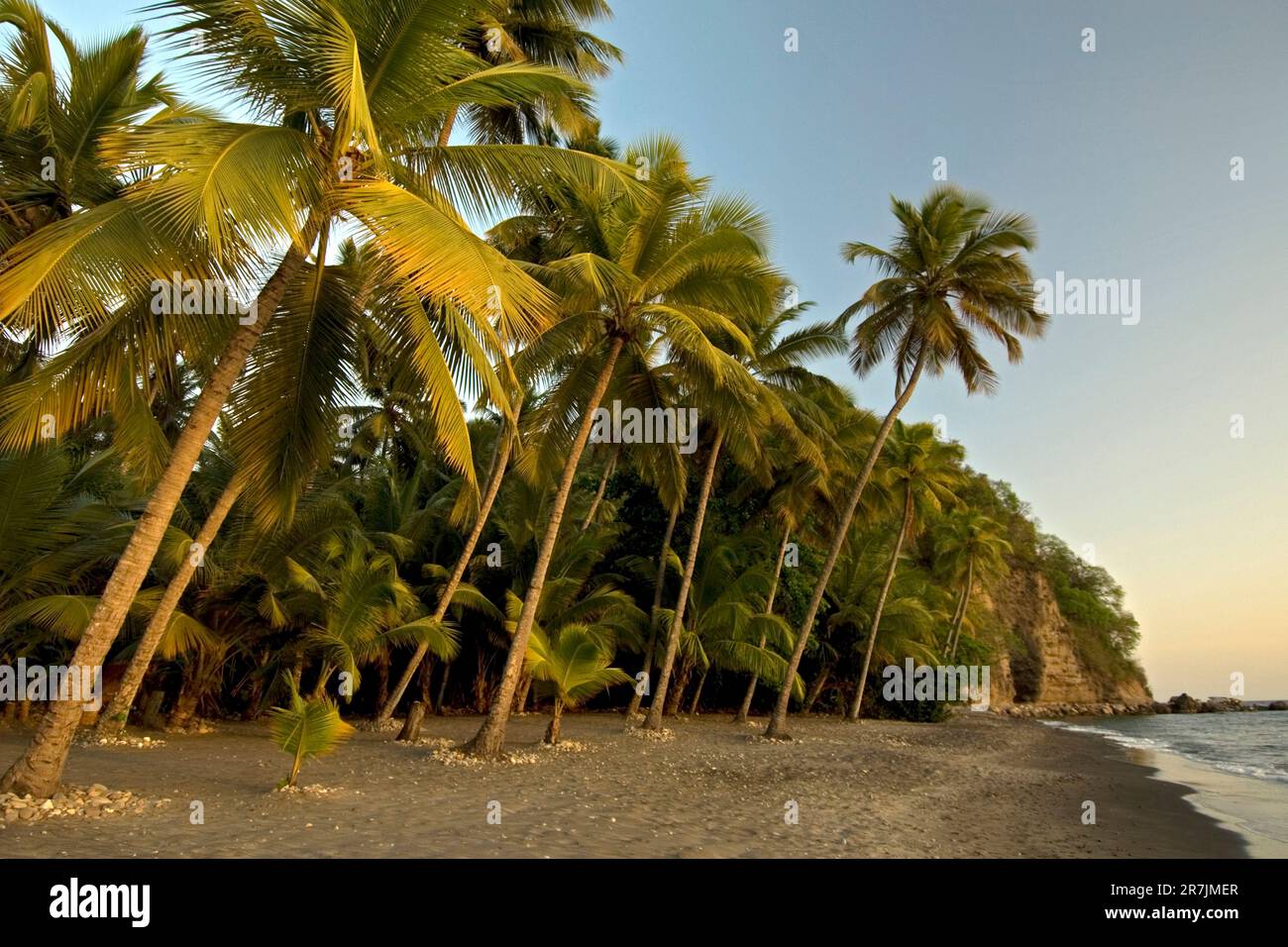 The feathery fronds of coconut palm trees (Cocos nucifera) sway in the ...