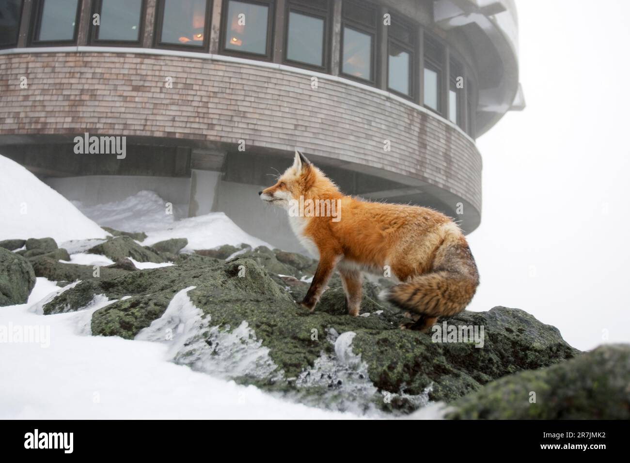 A red fox on the summit of Mt. Washington Stock Photo - Alamy