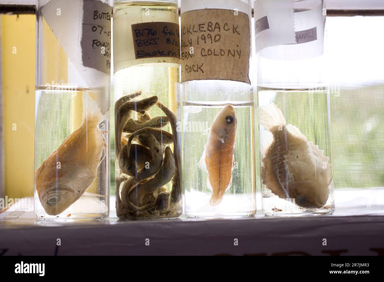 Preserved fish in jars on display at the Project Puffin site, on ...