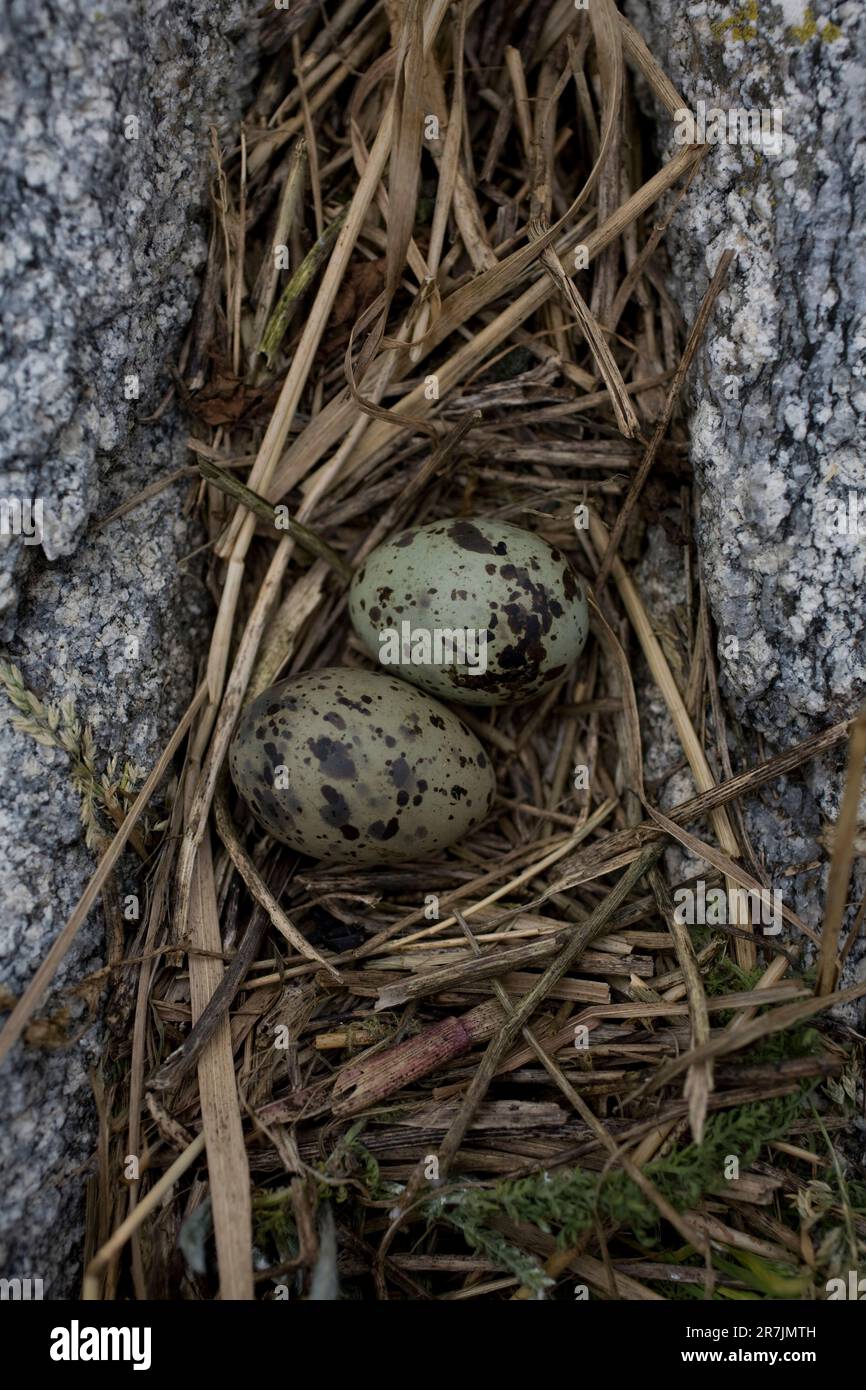Puffin eggs hi-res stock photography and images - Alamy