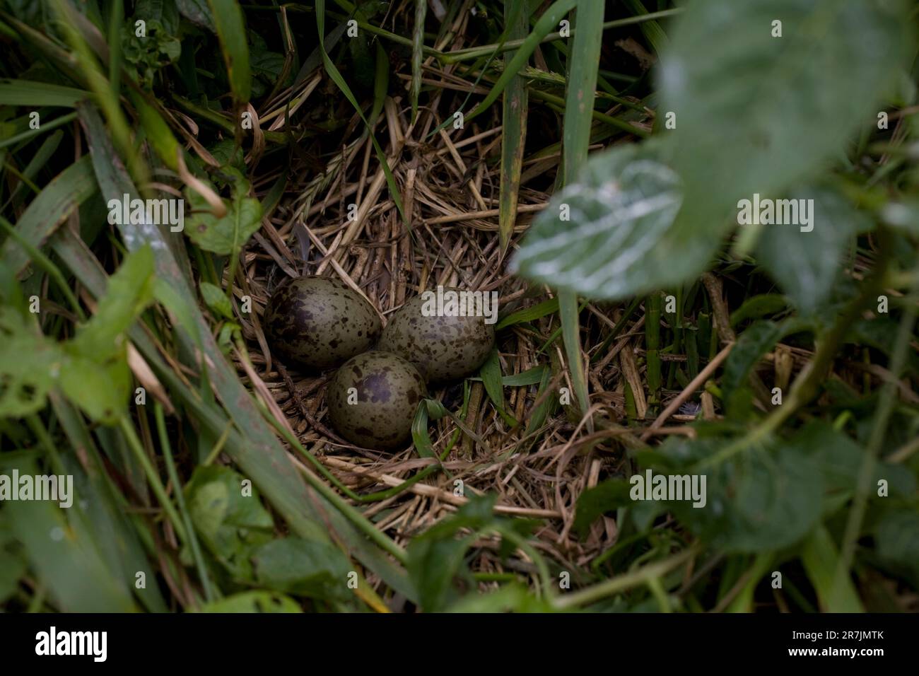 Puffin eggs hi-res stock photography and images - Alamy