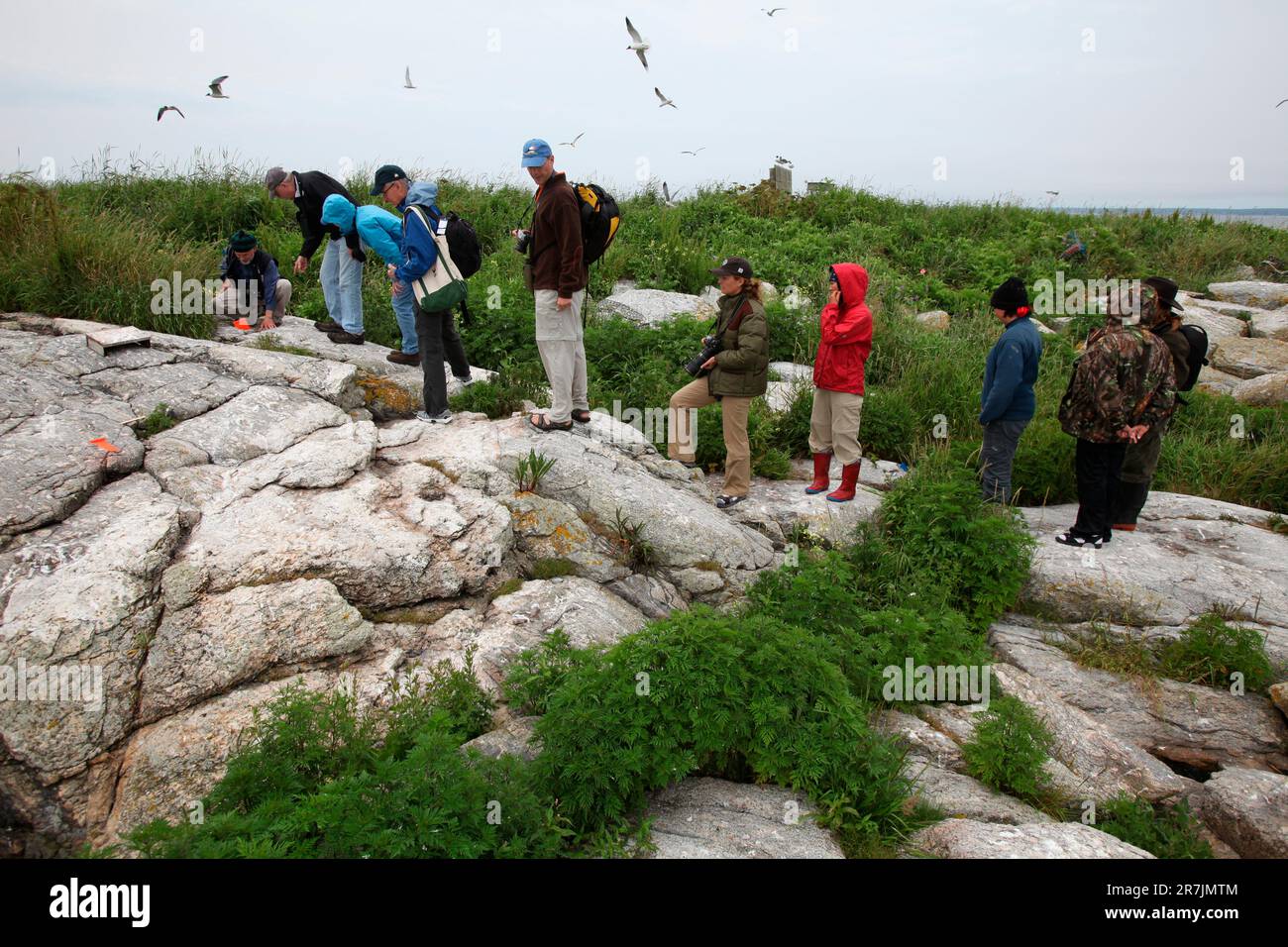 Project puffin maine hi-res stock photography and images - Alamy