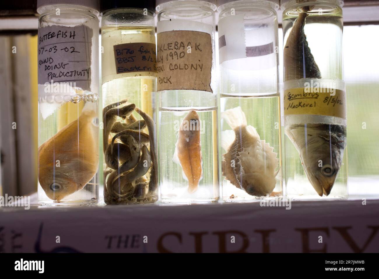 Preserved fish in jars on display at the Project Puffin site, on ...