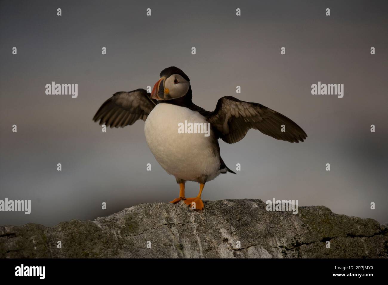 Atlantic Puffins (Fratercula arctica), the main attraction on Eastern ...