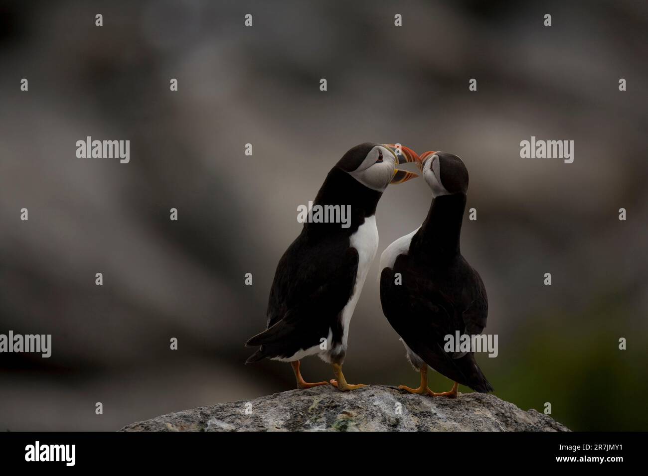 Atlantic Puffins, Fratercula arctica, the main attraction on Eastern ...