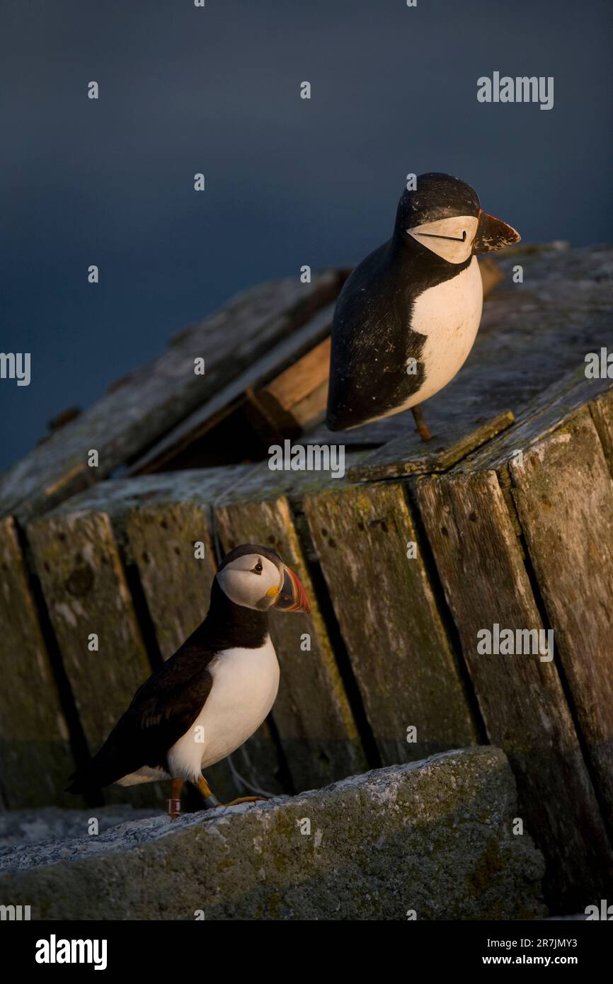 Atlantic Puffins, Fratercula arctica, the main attraction on Eastern ...
