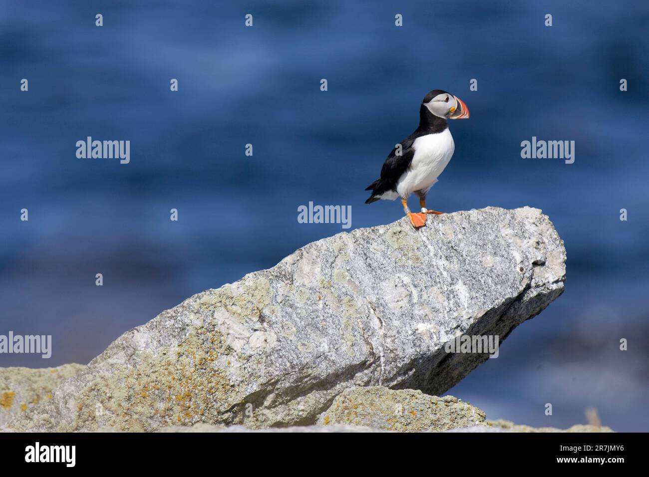 Atlantic Puffins, Fratercula arctica, the main attraction on Eastern ...