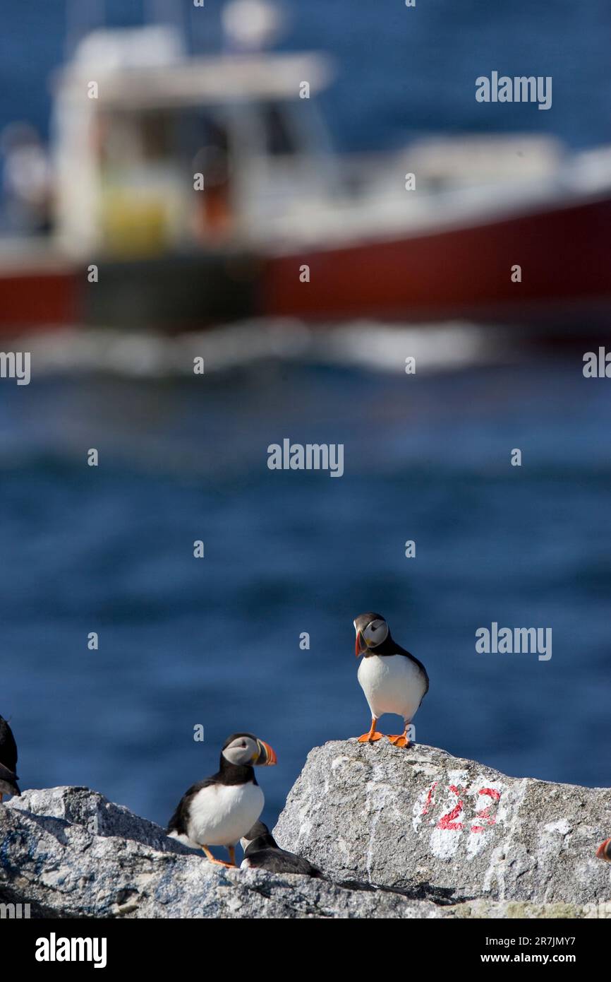 Atlantic Puffins, Fratercula arctica, the main attraction on Eastern ...