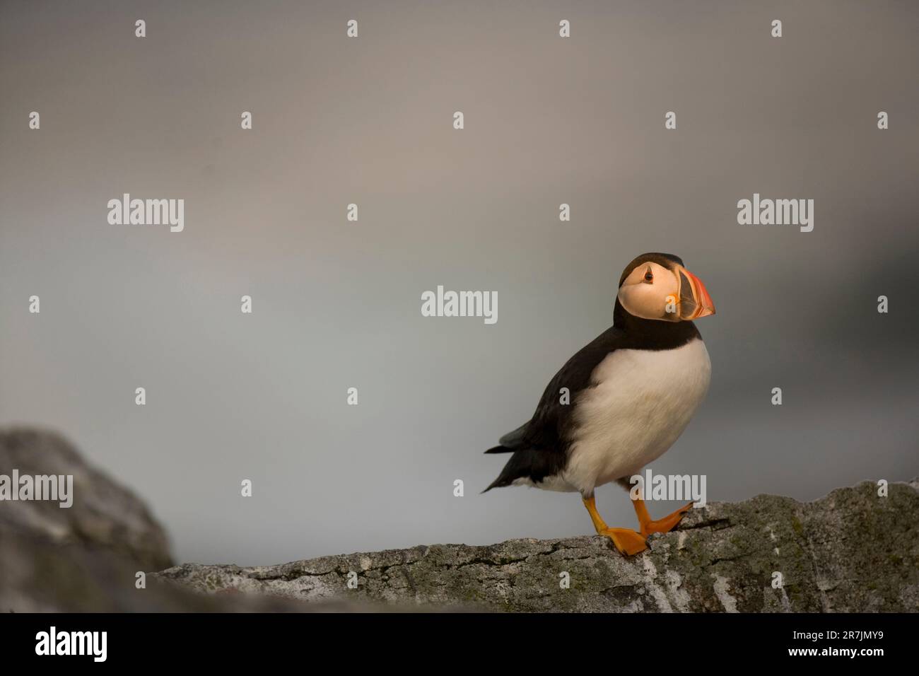 Atlantic Puffins, Fratercula arctica, the main attraction on Eastern ...