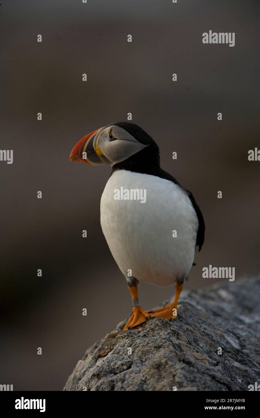 Atlantic Puffins, Fratercula arctica, the main attraction on Eastern ...
