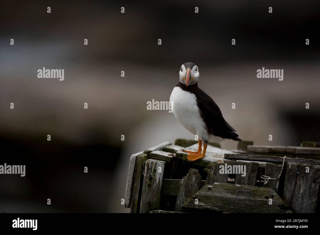 Atlantic Puffins, Fratercula arctica, the main attraction on Eastern ...