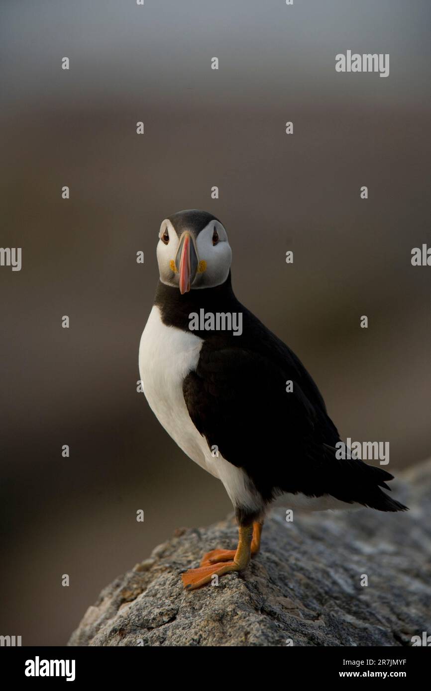 Atlantic Puffins, Fratercula arctica, the main attraction on Eastern ...