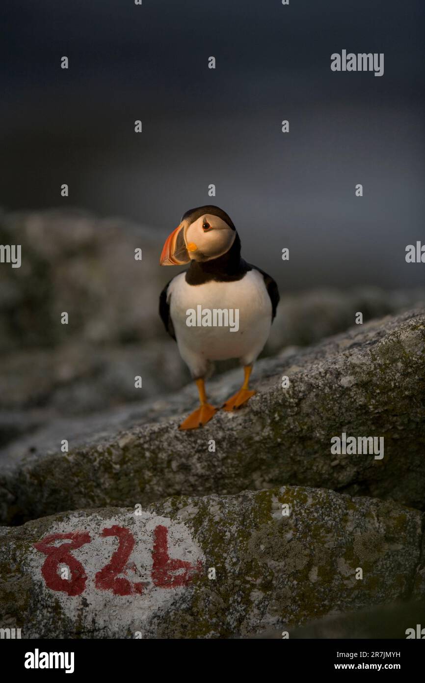 Atlantic Puffins, Fratercula arctica, the main attraction on Eastern ...