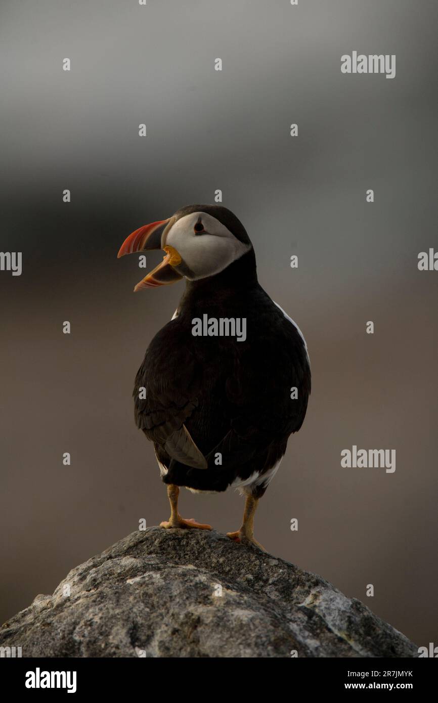 Atlantic Puffins, Fratercula arctica, the main attraction on Eastern ...