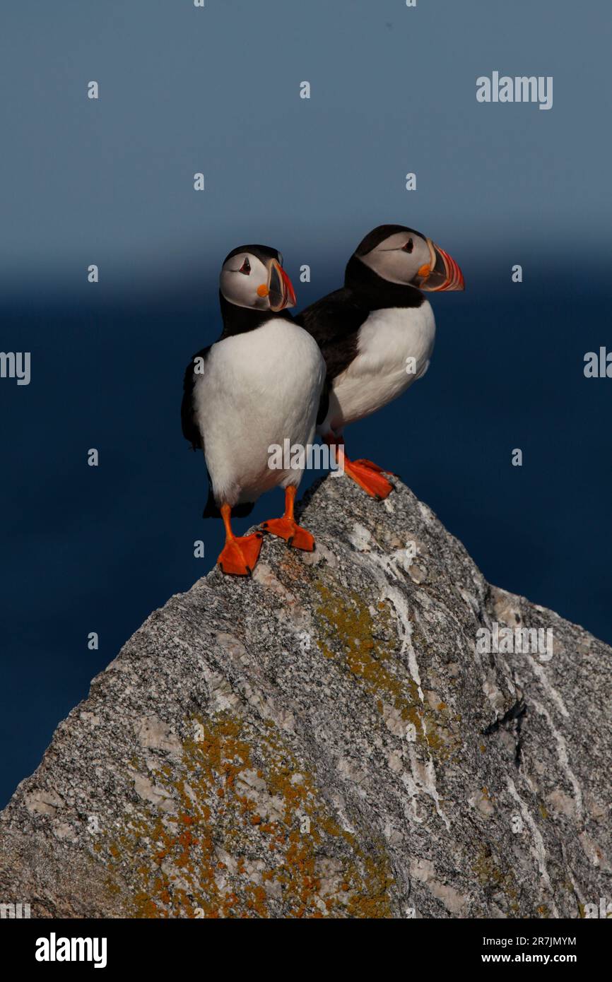 Atlantic Puffins (Fratercula arctica), the main attraction on Eastern ...