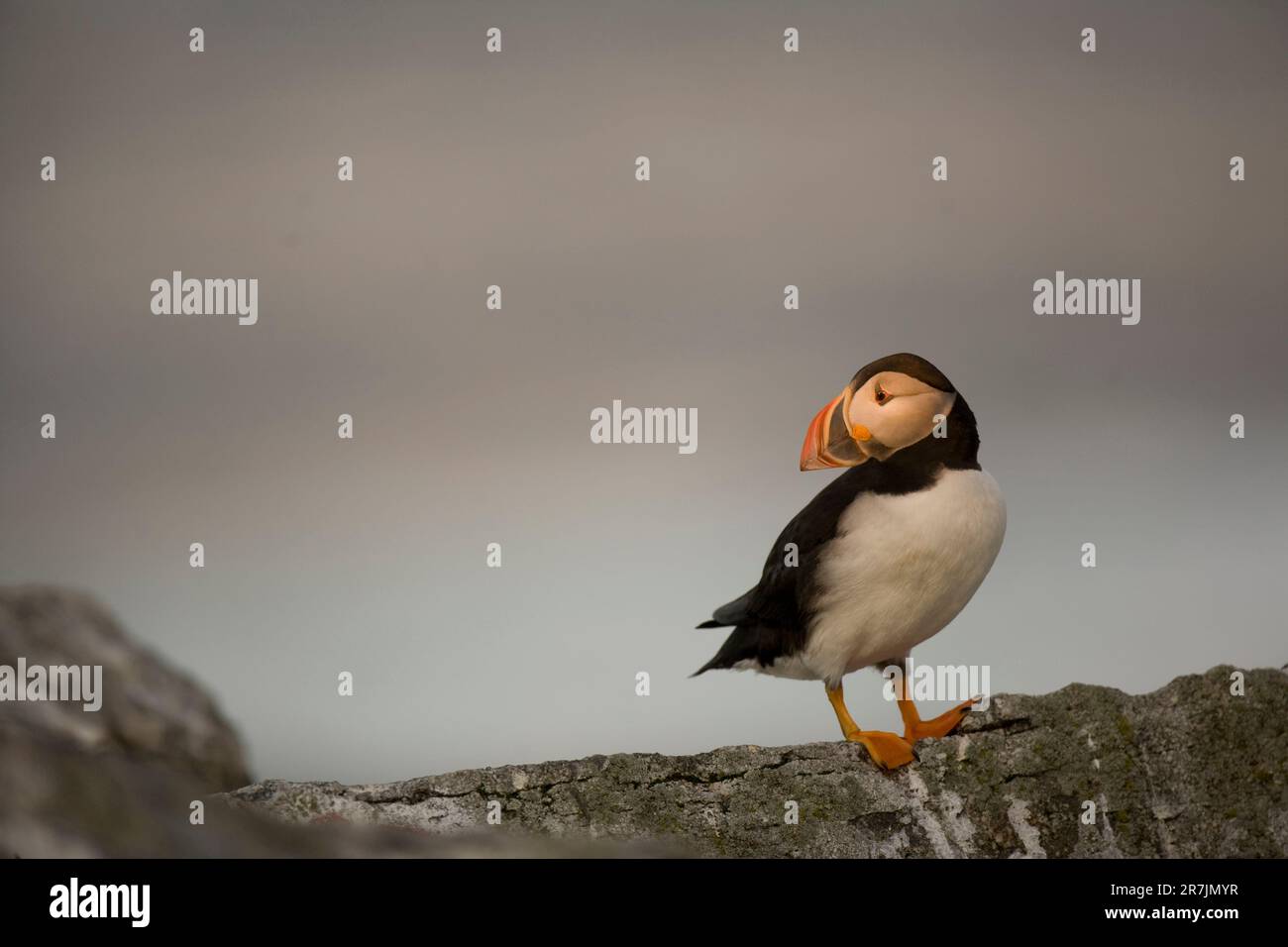 Atlantic Puffins, Fratercula arctica, the main attraction on Eastern ...