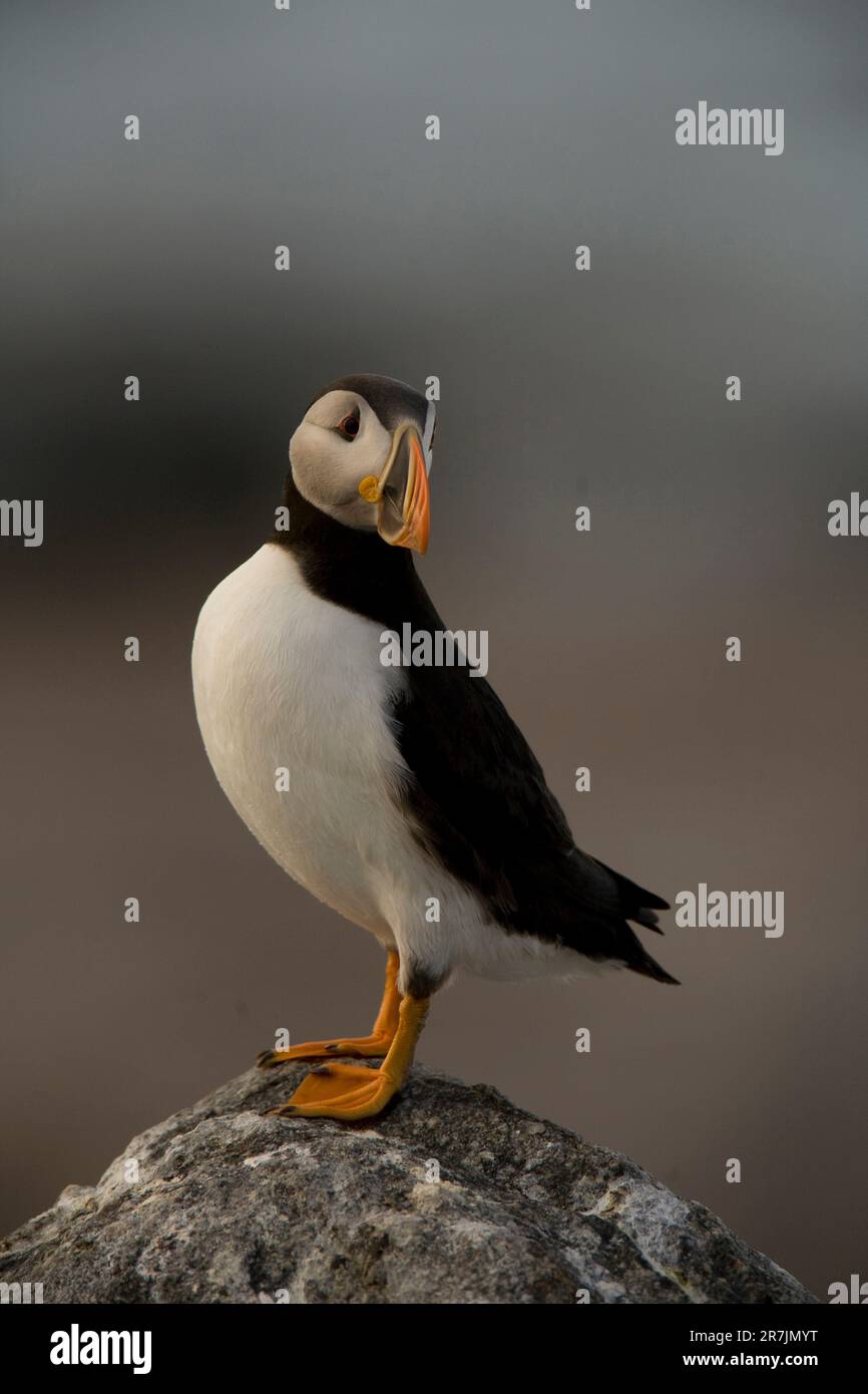 Puffin looking into camera hi-res stock photography and images - Alamy