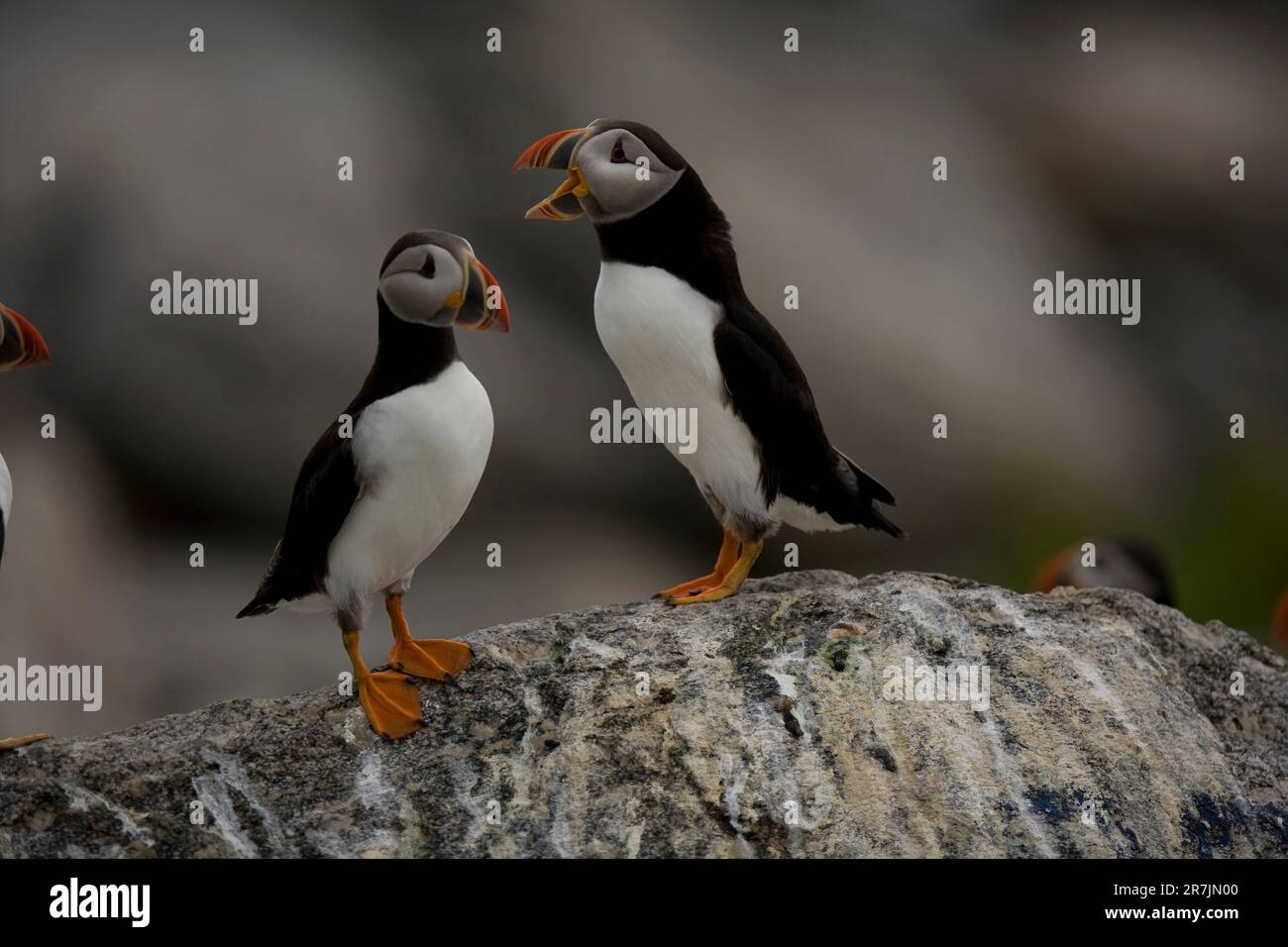 Atlantic Puffins, Fratercula arctica, the main attraction on Eastern ...