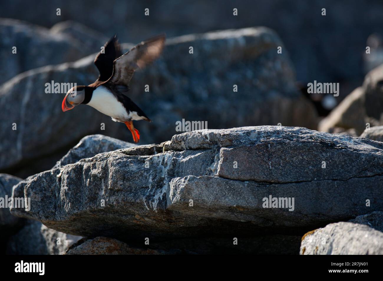 Atlantic Puffins, Fratercula arctica, the main attraction on Eastern ...