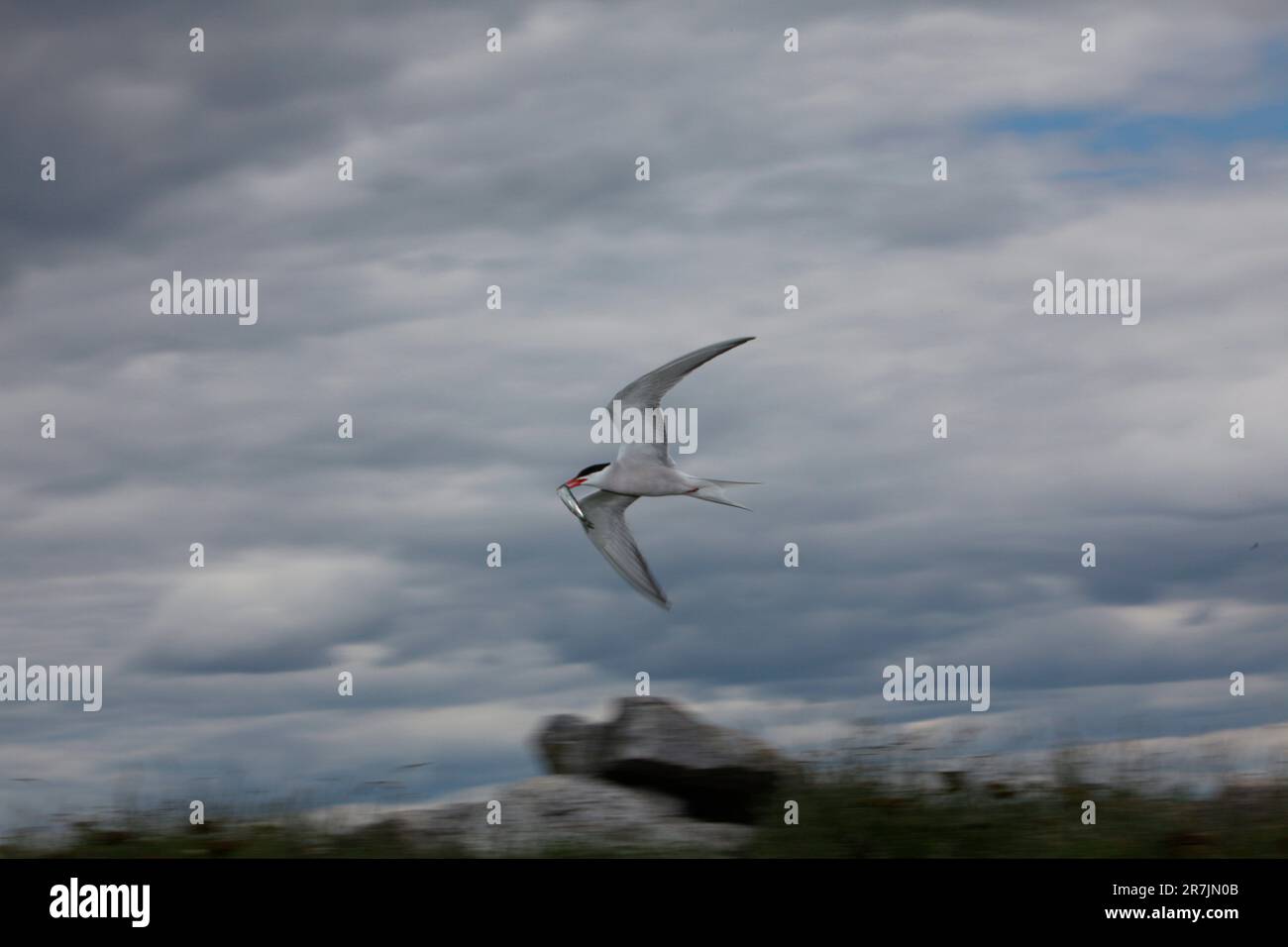 Common Tern, Sterna hirundo, on Eastern Egg Rock Island, Maine Stock ...